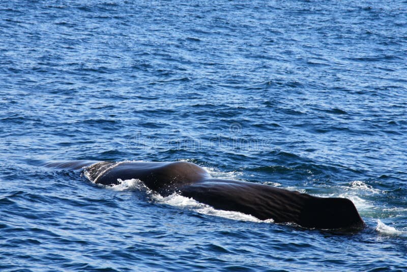 Aleta Dorsal De Un Spermwhale Foto de archivo - Imagen de vida, marines ...