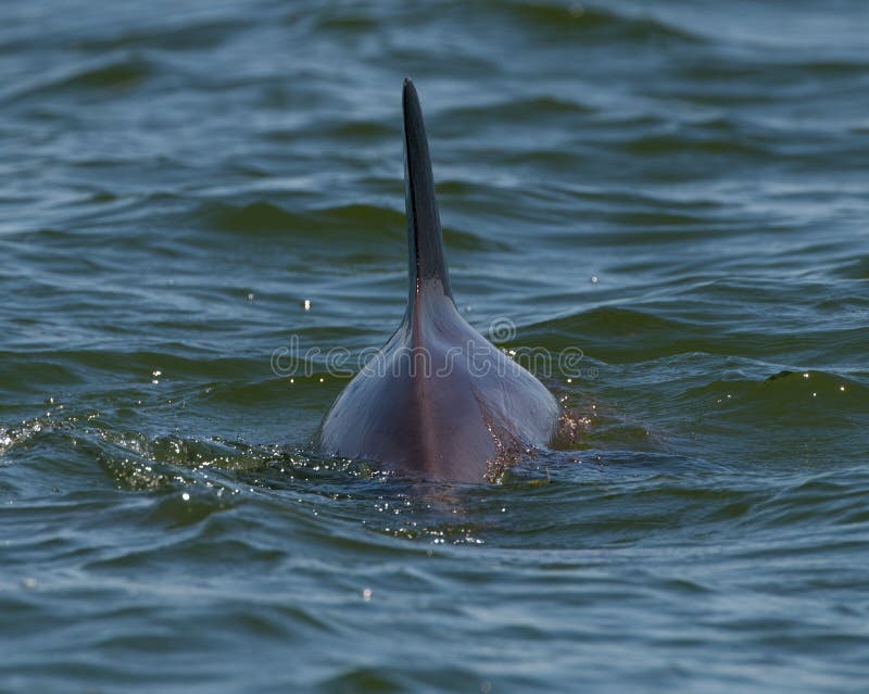 Aleta dorsal delfín foto de archivo. Imagen de fauna - 198618272