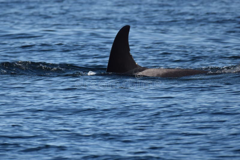 ALETA DORSAL, FORA AO STARBOARD Foto de Stock - Imagem de aleta, dorsal ...