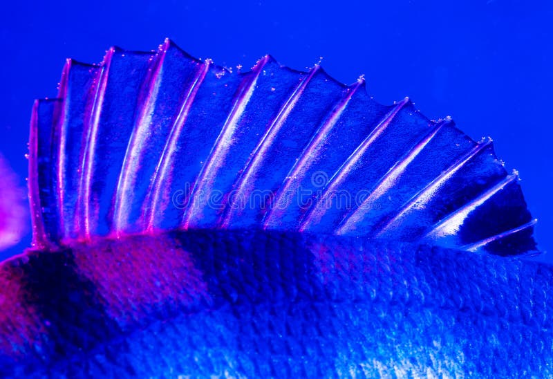 Aletas Dos Peixes Da Vara Na Cor Azul E Cor-de-rosa Foto de Stock ...