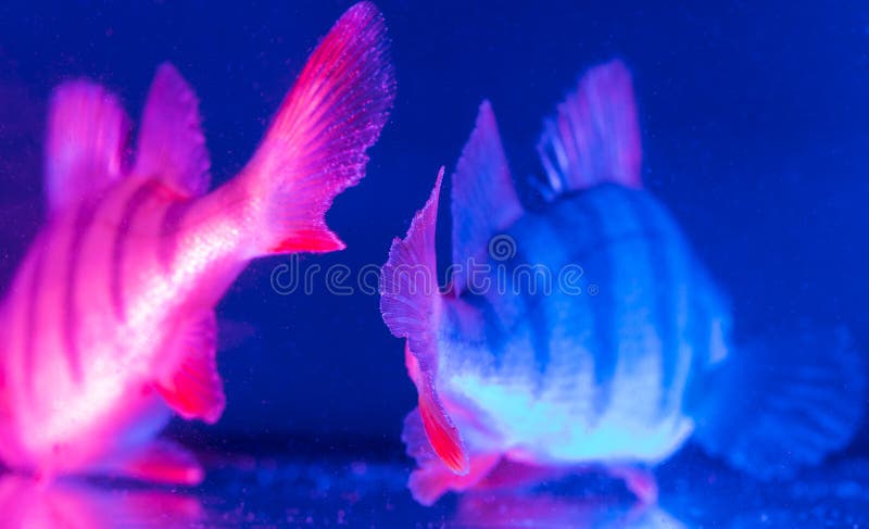 Aletas Dos Peixes Da Vara Na Cor Azul E Cor-de-rosa Imagem de Stock ...