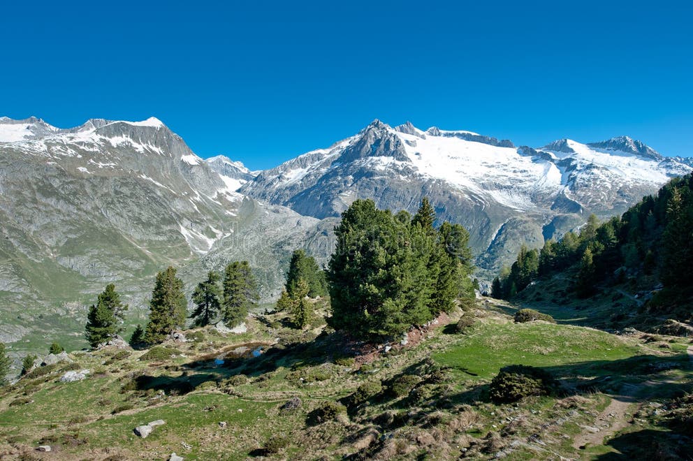 Aletsch forest stock photo. Image of heritage, mountain - 14724786