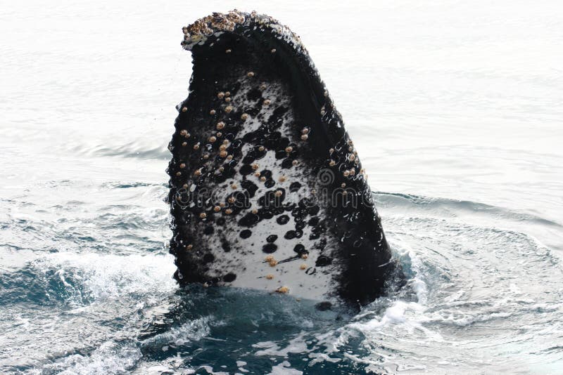 Aletta Della Balena Di Humpback Fotografia Stock - Immagine di corsa ...