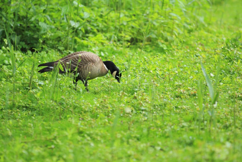 Aleutian cackling goose stock photo. Image of nature - 36470256