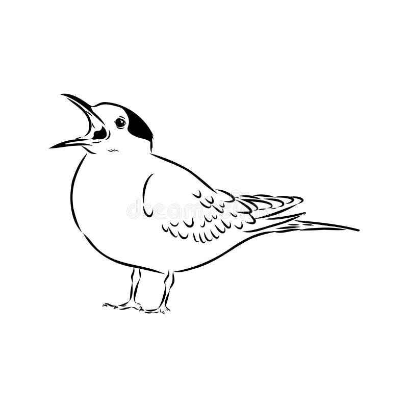 Aleutian Tern. Vector Outline Icon Stock Illustration - Illustration of ...