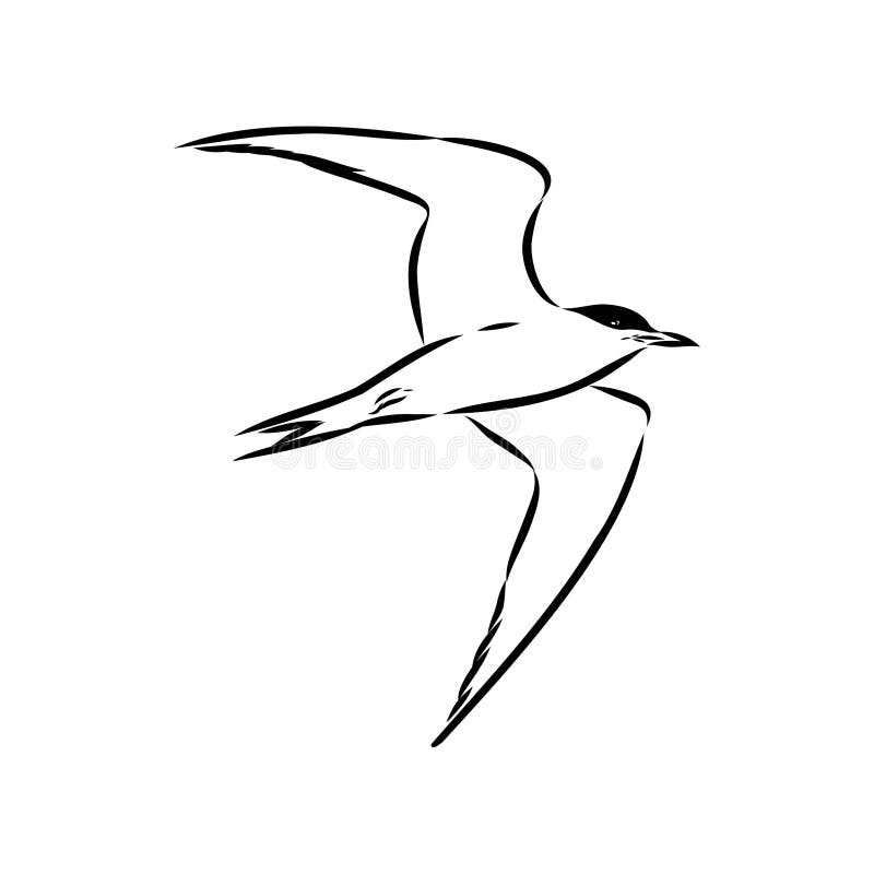 Aleutian Tern. Vector Outline Icon Stock Illustration - Illustration of ...