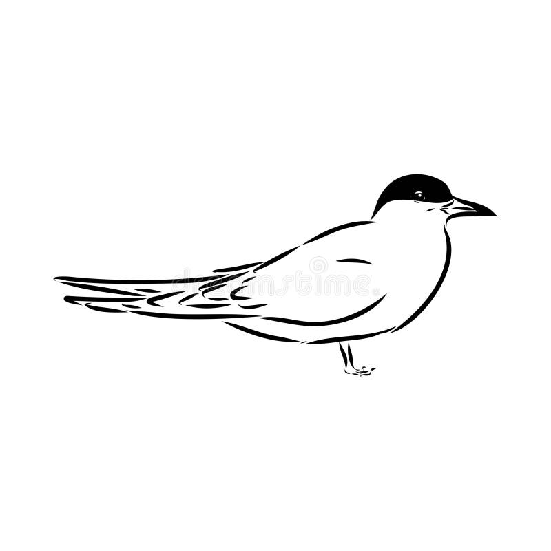 Aleutian Tern. Vector Outline Icon Stock Illustration - Illustration of ...