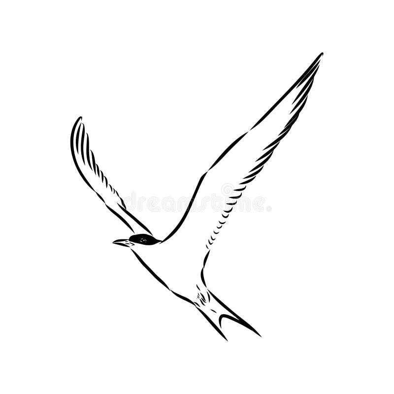 Aleutian Tern. Vector Outline Icon Stock Illustration - Illustration of ...