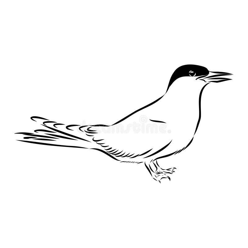 Aleutian Tern. Vector Outline Icon Stock Vector - Illustration of ...