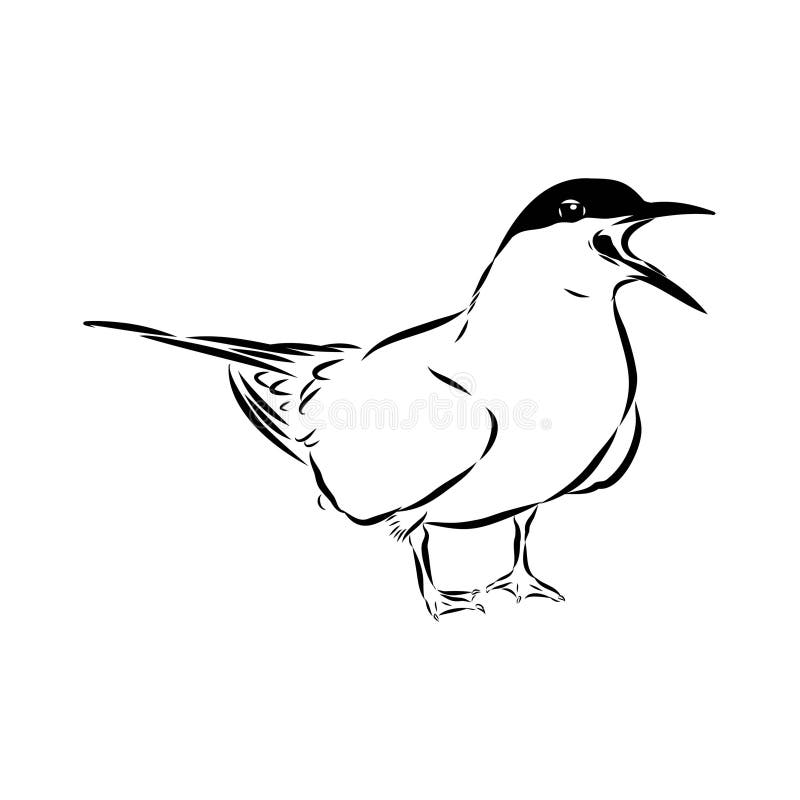 Aleutian Tern. Vector Outline Icon Stock Vector - Illustration of ...