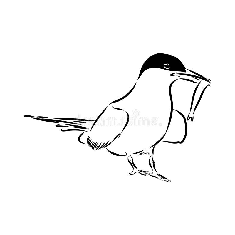 Aleutian Tern. Vector Outline Icon Stock Vector - Illustration of ...