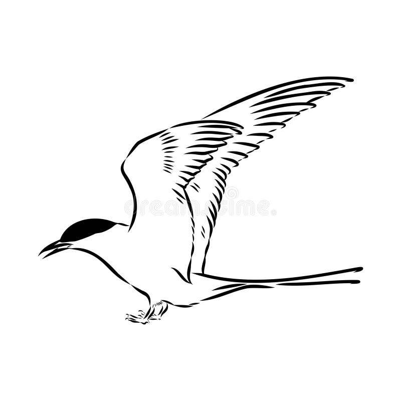 Aleutian Tern. Vector Outline Icon Stock Illustration - Illustration of ...