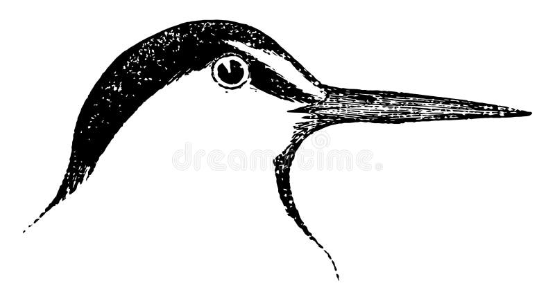 Tern Drawing Stock Illustrations – 296 Tern Drawing Stock Illustrations ...