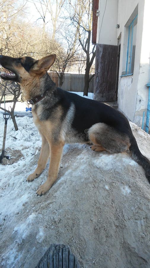 Alex stock image. Image of german, shepherd, alex, breed - 86171327