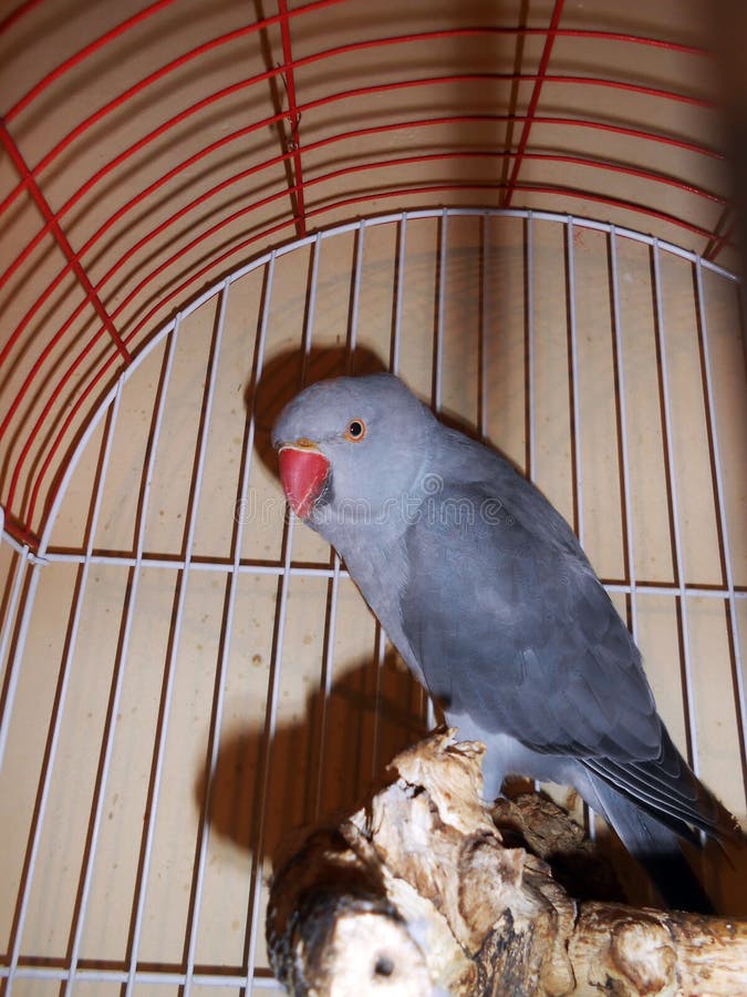 Alexander bird stock photo. Image of clear, neutral - 101399562