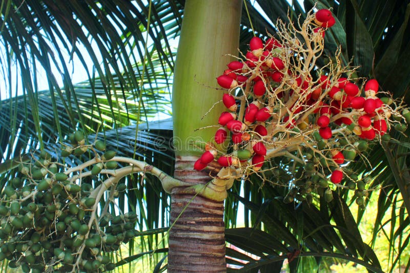 Alexandra Palm, or Archontophoenix Alexandrae Fruits on a Tree Stock ...