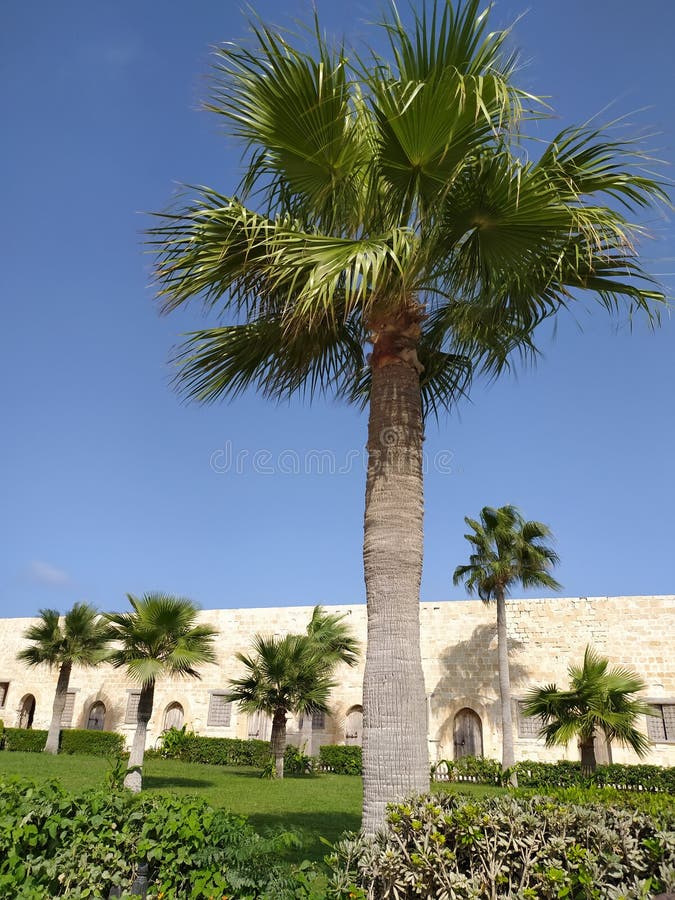 Alexandria city in Egypt stock photo. Image of city - 224707308