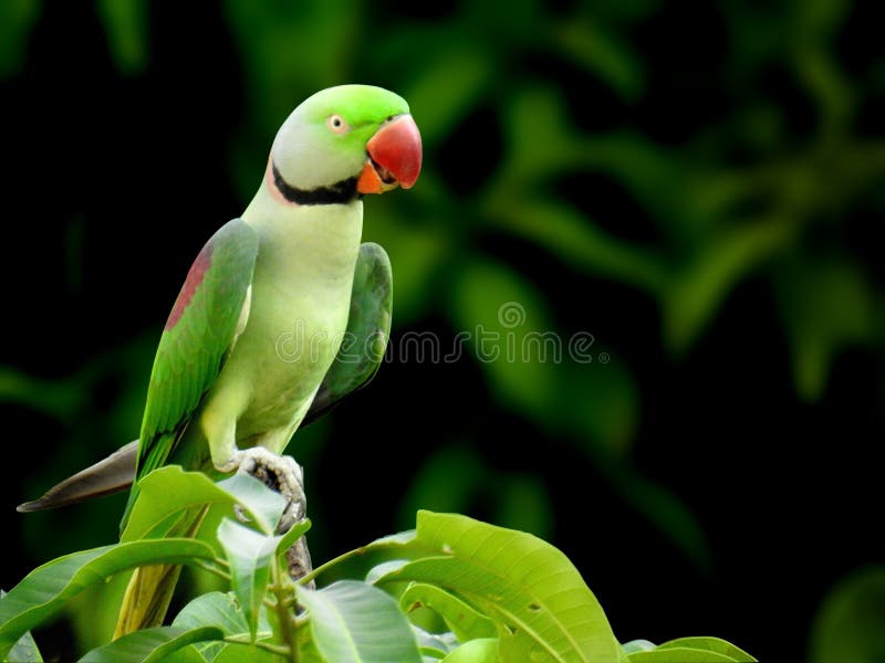 Alexandrian Parakeet in Natural Habitat Stock Photo - Image of flower ...