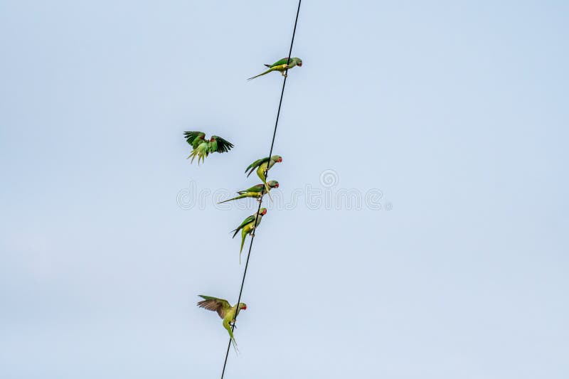 Alexandrine Parakeet birds stock photo. Image of portrait - 318169416