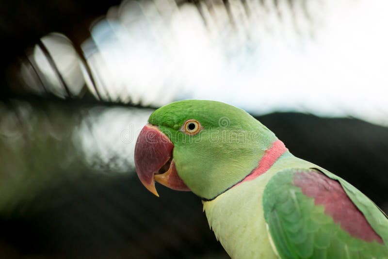 Alexandrine Parakeet Close Up Stock Image - Image of parakeet, head ...