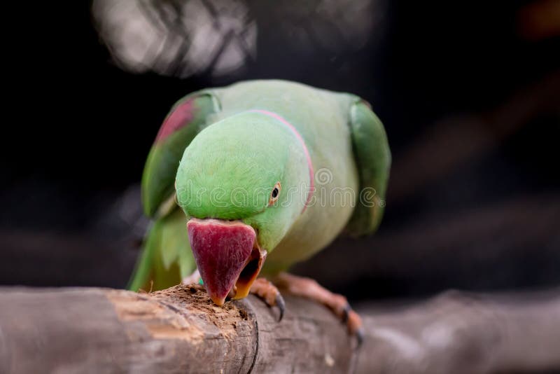 Alexandrine Parakeet Close Up Stock Image - Image of tropical, parrot ...