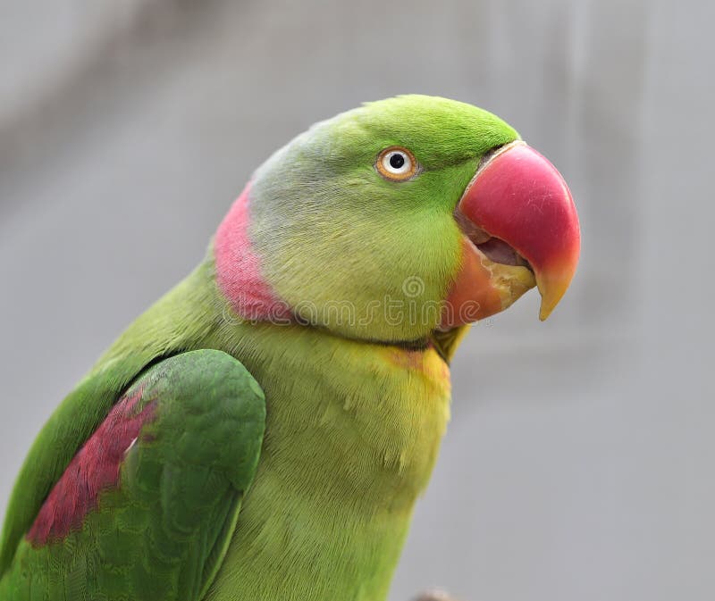 Alexandrine Parakeet stock image. Image of crested, illustrations ...