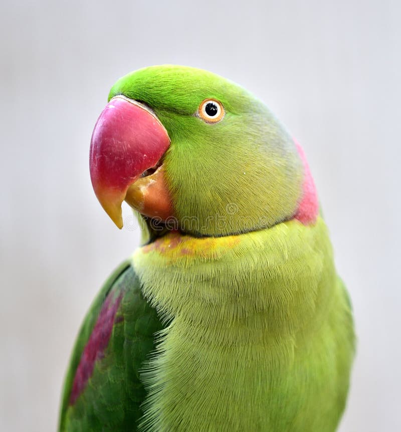303 Alexandrine Parrots Stock Photos - Free & Royalty-Free Stock Photos ...