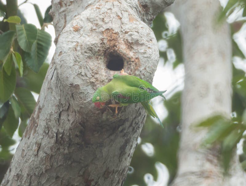Alexandrine Parakeet stock photo. Image of animal, tree - 261992416