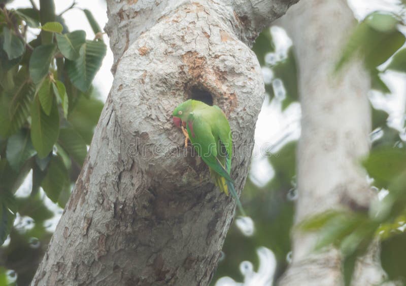 Alexandrine Parakeet stock photo. Image of green, tree - 266043574