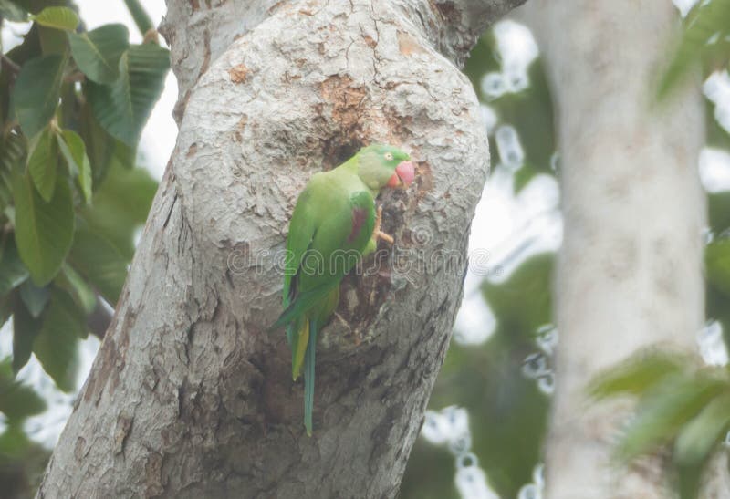 Alexandrine Parakeet stock image. Image of bird, animal - 273981307