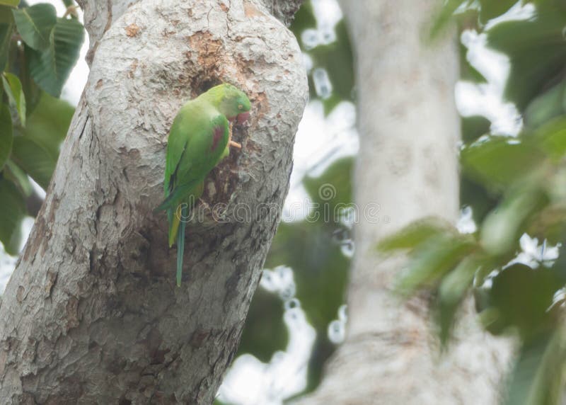 Alexandrine Parakeet stock image. Image of bird, life - 277742379