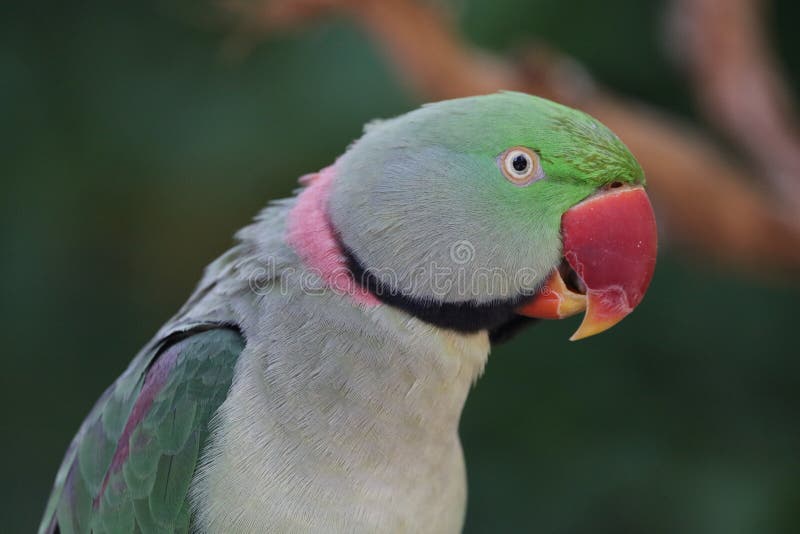 303 Alexandrine Parrots Stock Photos - Free & Royalty-Free Stock Photos ...