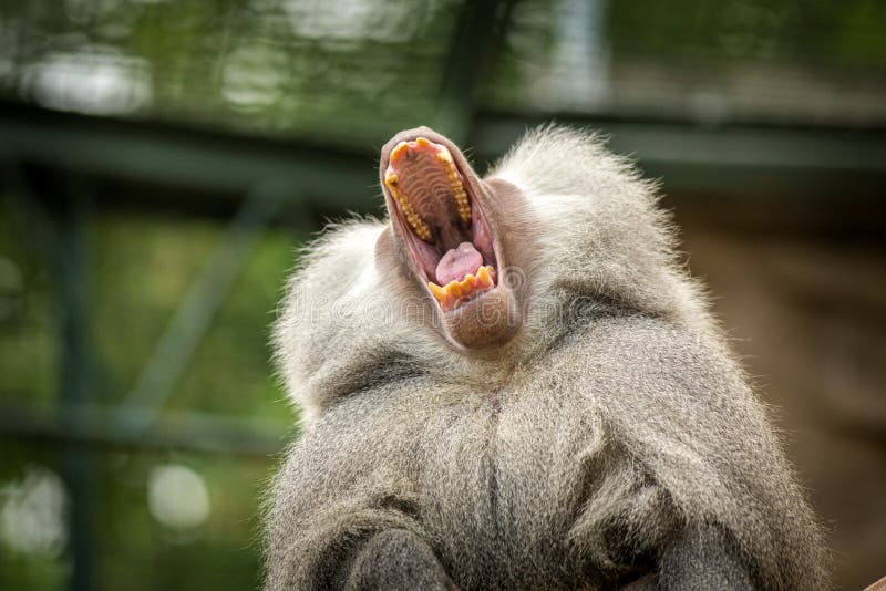 Alfa Baboon Portrait in Zoo Stock Image - Image of animal, wild: 189776435