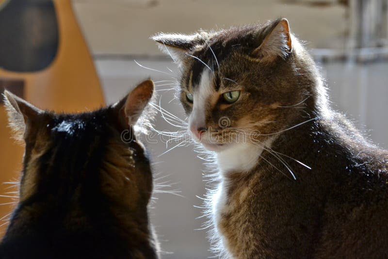 Alfa samiec kot obraz stock. Obraz złożonej z świecenie - 50637023