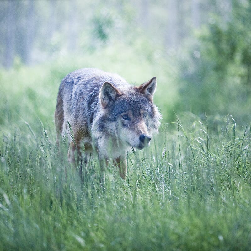 Alfa wolf stock photo. Image of concentrated, wildlife - 36951236