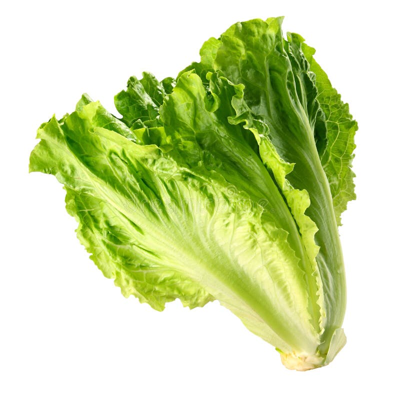 Alface verde foto de stock. Imagem de salada, fresco - 52747426