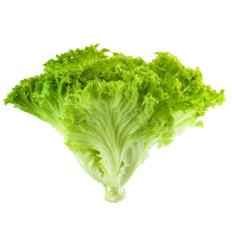 Alface imagem de stock. Imagem de floral, nave, fruta - 21377369