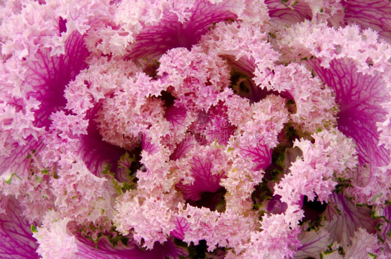 Alface cor-de-rosa foto de stock. Imagem de ornamento - 49415202