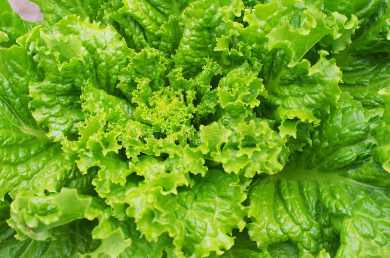 Conjunto De Grupos De Alface Verde Foto de Stock - Imagem de repolho ...