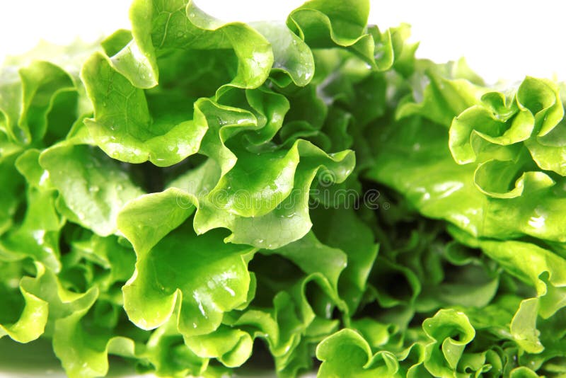 Esverdeie O Fundo Da Alface Imagem de Stock - Imagem de textura, salad ...