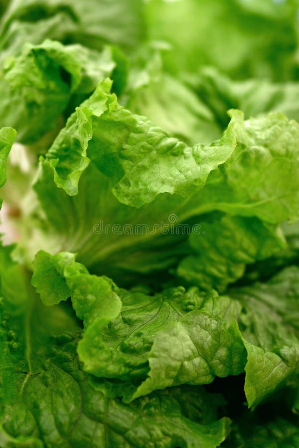 Alface verde fresca imagem de stock. Imagem de doce, nutrientes - 2928783