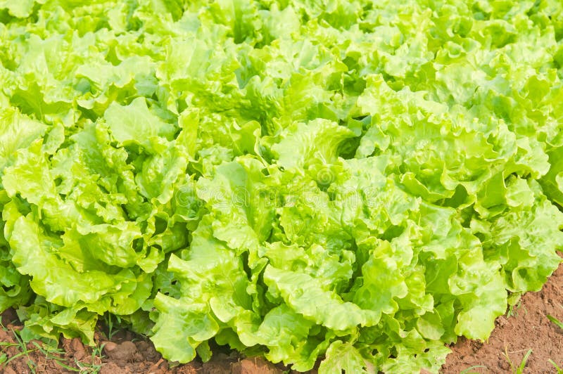 Alface verde fresca foto de stock. Imagem de vitamina - 38727084