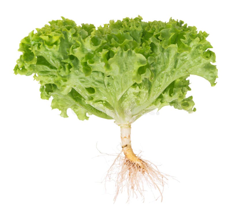 Alface com raiz imagem de stock. Imagem de agricultura - 28026971