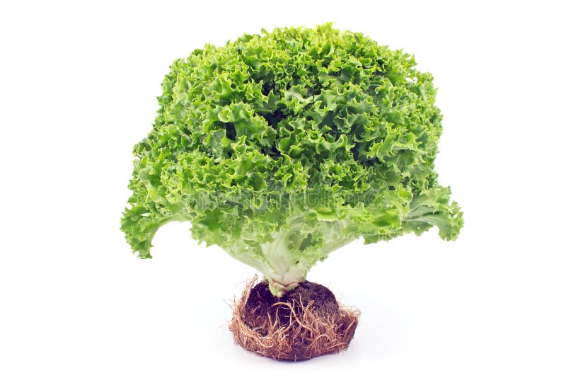 Alface com raiz imagem de stock. Imagem de agricultura - 28026971