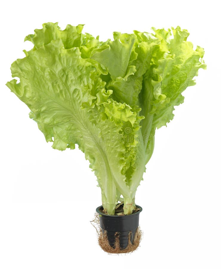 Folha Verde Da Salada Da Alface Foto de Stock - Imagem de apetite ...