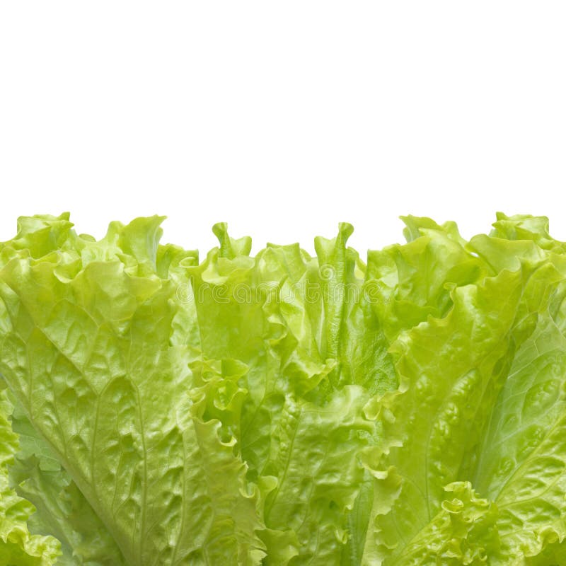 Folha Verde Da Salada Da Alface Foto de Stock - Imagem de apetite ...