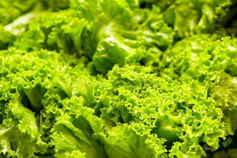 Alface Verde Fresca Na Mercearia Foto de Stock - Imagem de planta ...