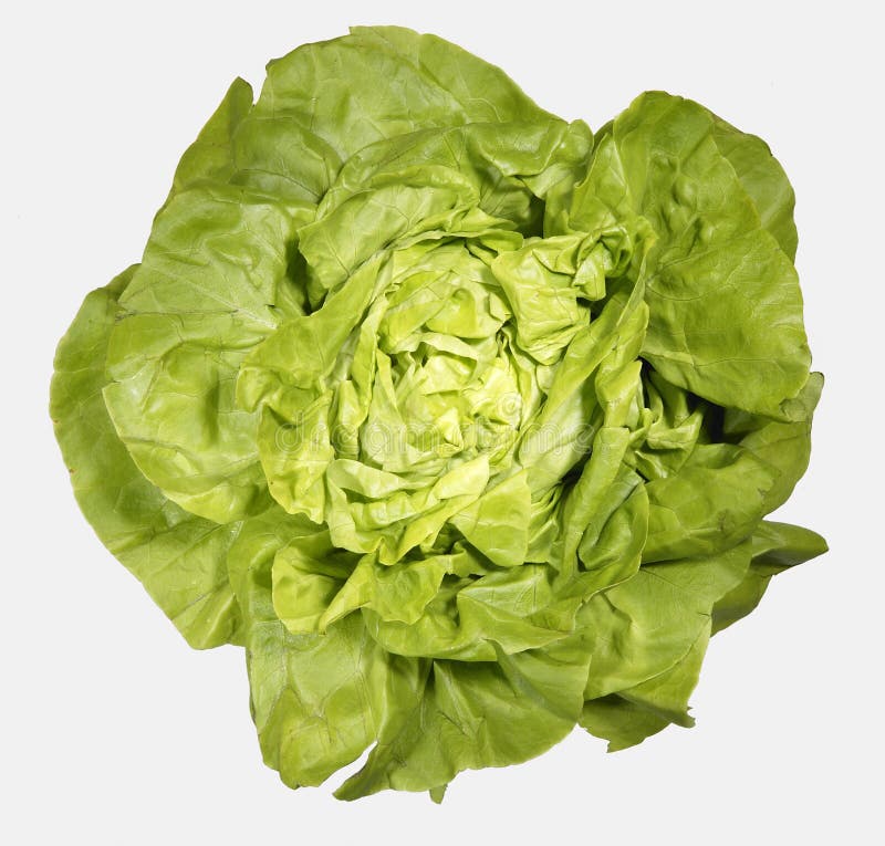 Fundo da alface verde imagem de stock. Imagem de planta - 44421727