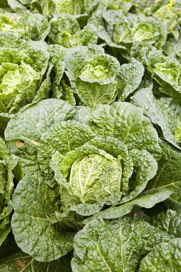 Alface verde foto de stock. Imagem de flora, nave, isolado - 27754510