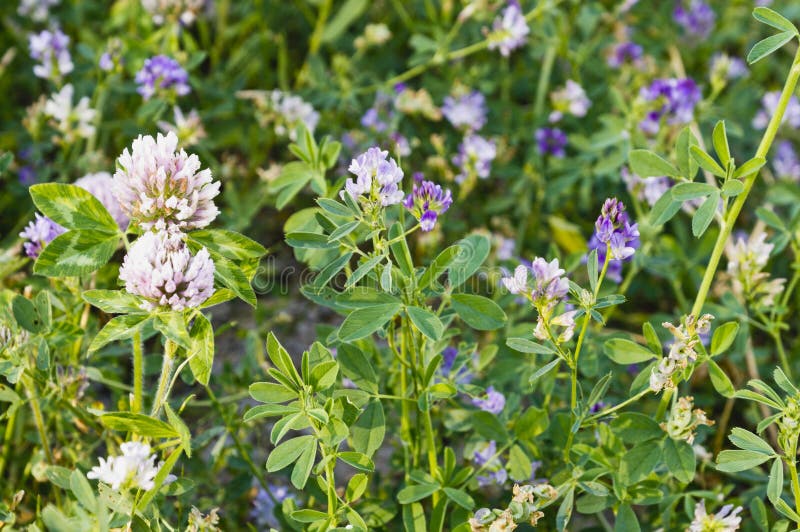 Alfafa e trevo em um campo imagem de stock. Imagem de violeta - 104147107